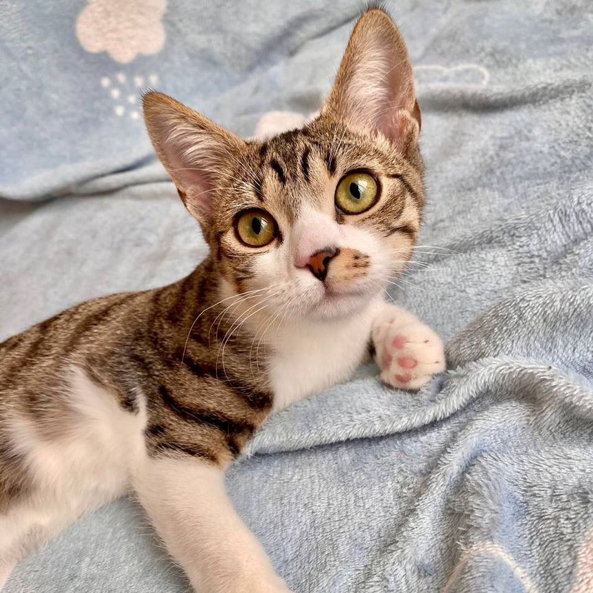 Котёнок в добрые руки