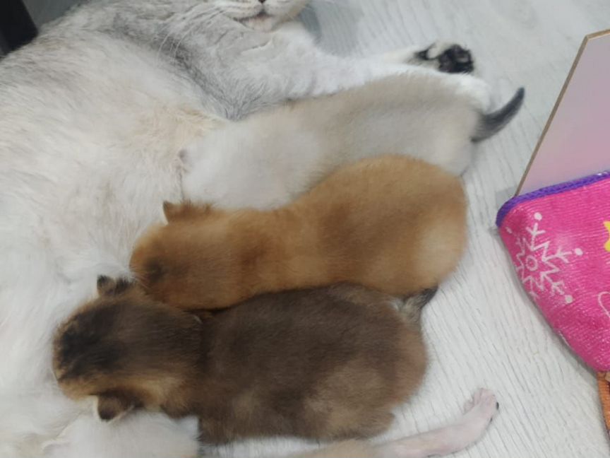 Шотландские котята