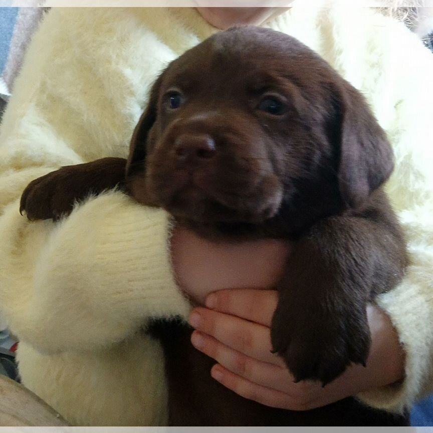 Лабрадор-ретривер, щенок