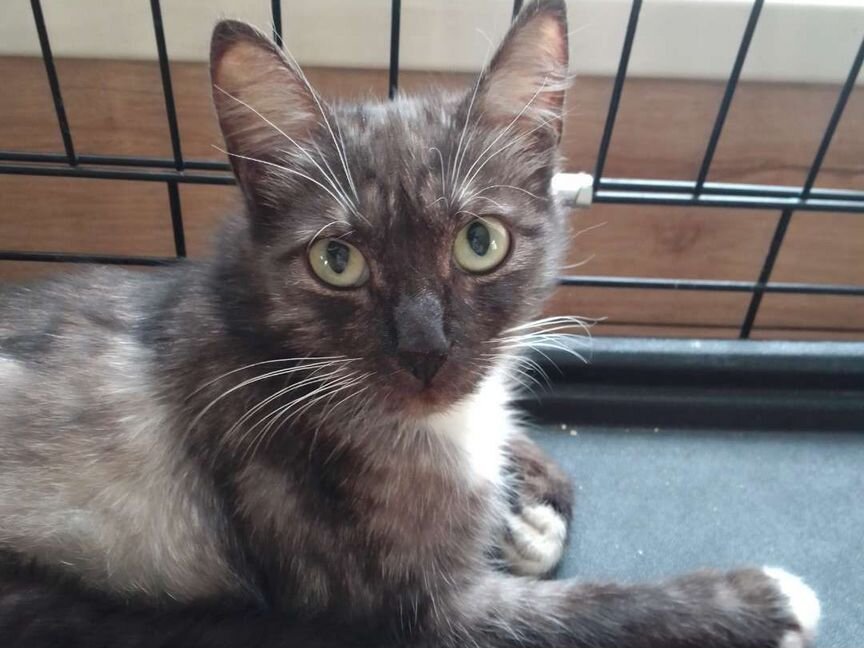 Кошка