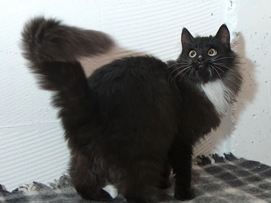 Котик-подросток ищет дом