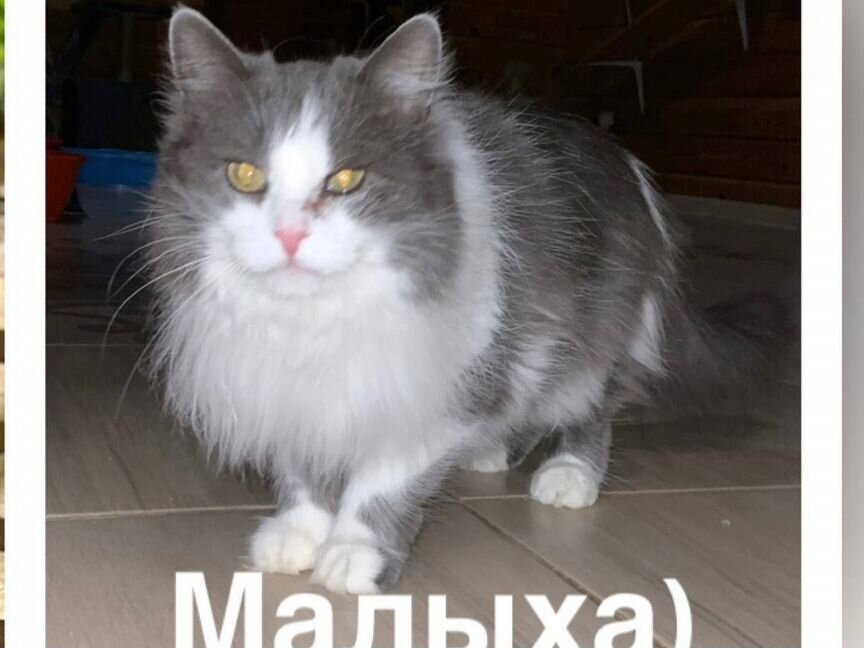 Кошка ищет дом