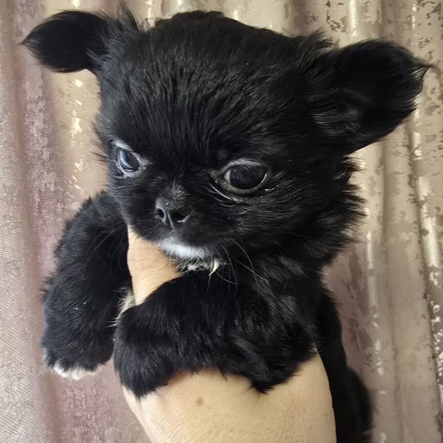 Чихуахуа, щенок