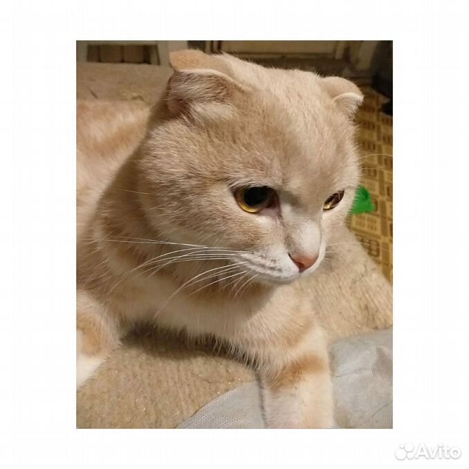 Кот Шотландская 3 года кастрирован