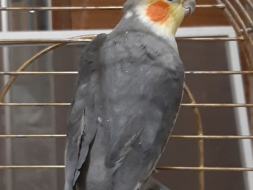 Попугай корелла