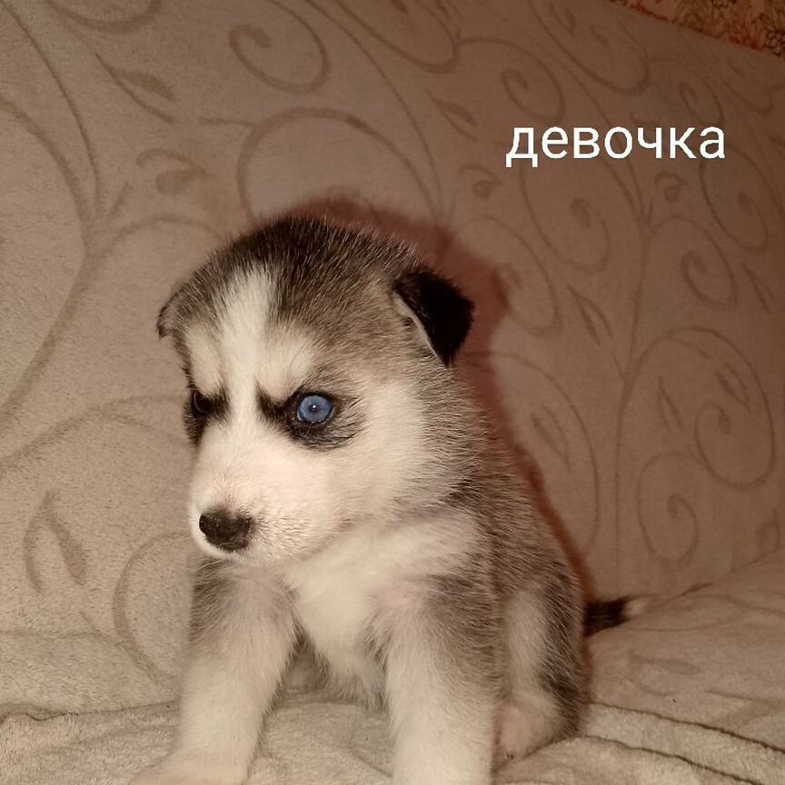 Продам щенят породы Хаски
