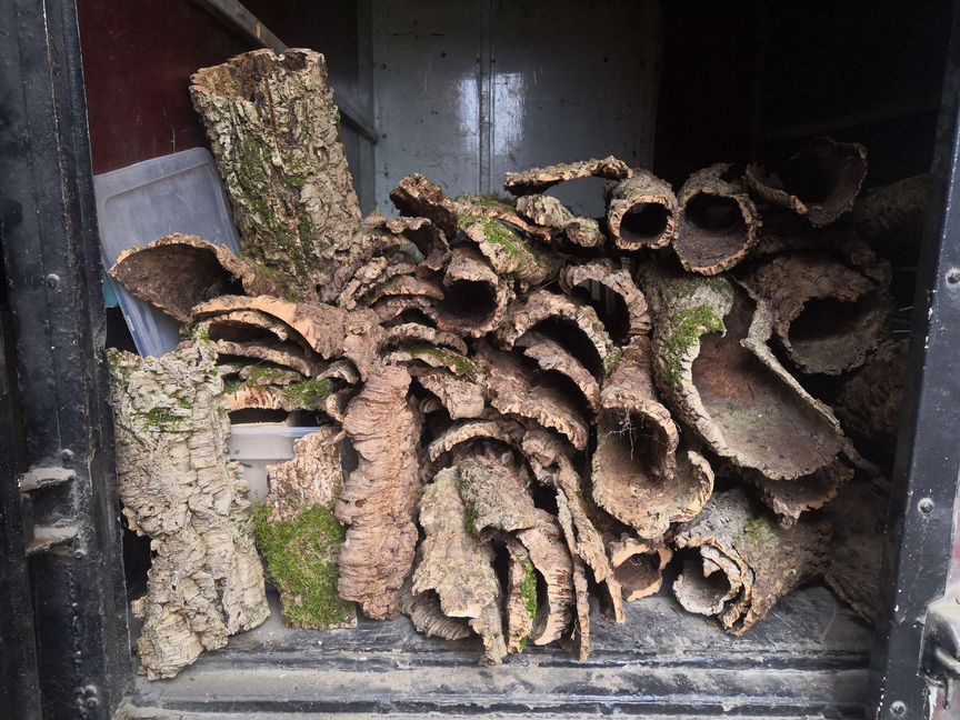 Кора пробкового дуба