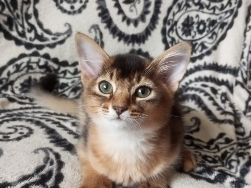 Сомалийская кошка