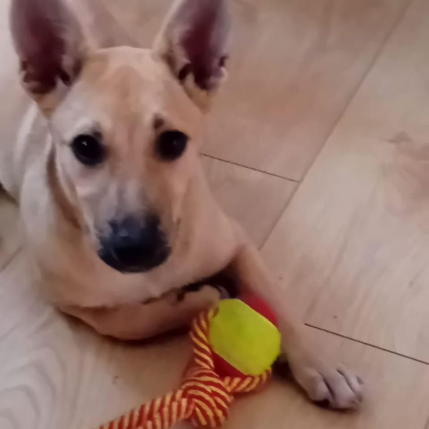 Маленькая собака в добрые руки бесплатно