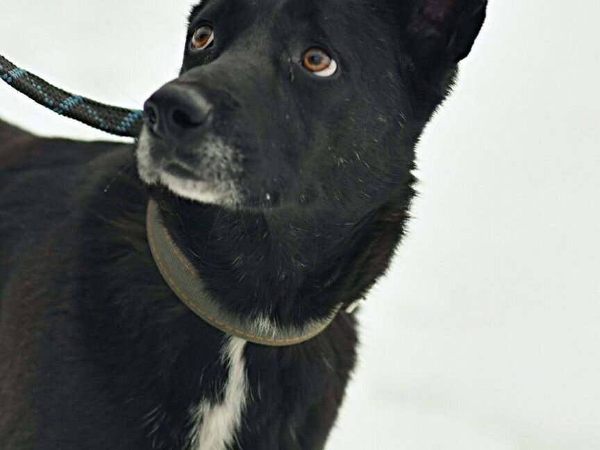 Собака из приюта