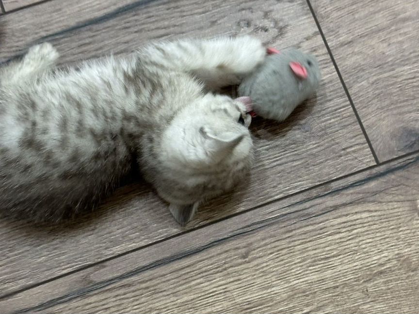 Британская