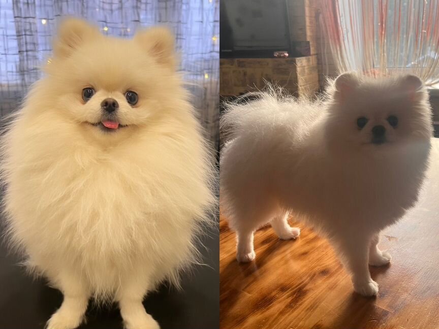 Померанский шпиц