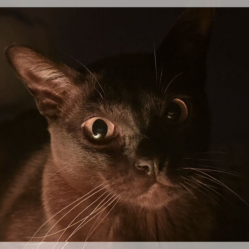 Европейский бурманский, взрослый кот