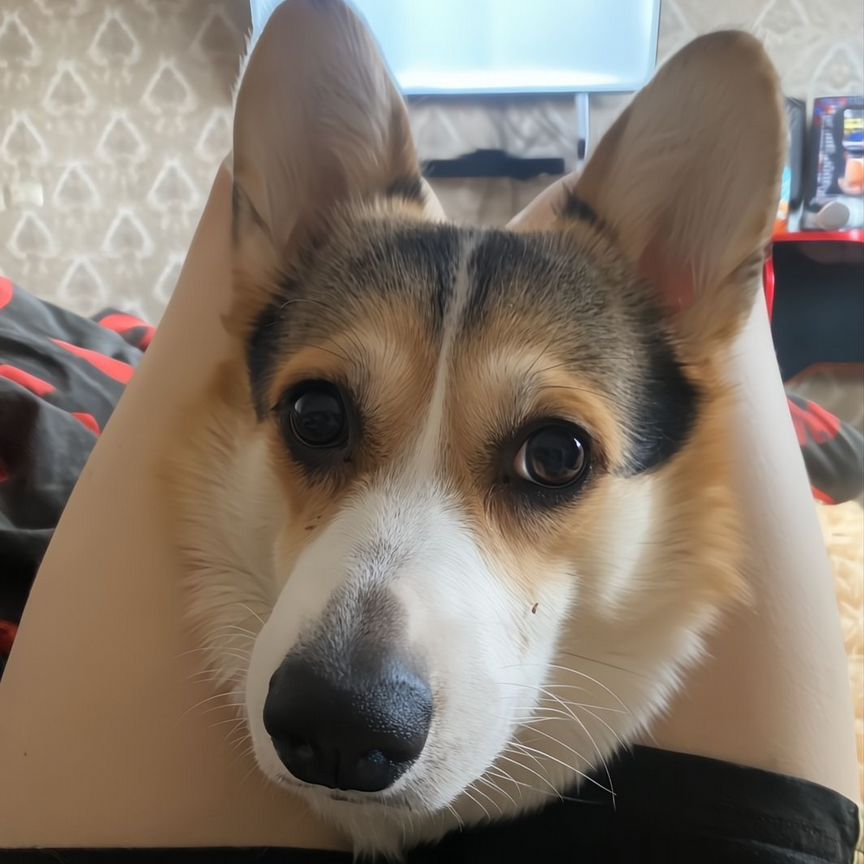 Вельш Корги Пемброк, взрослая собака