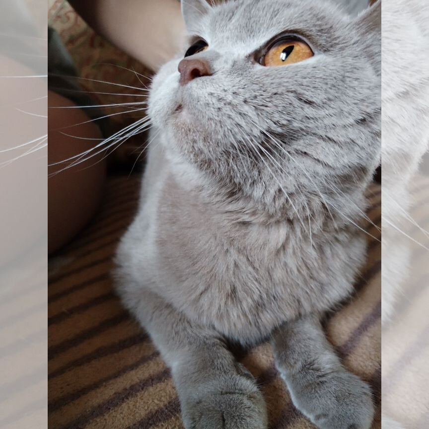 Британская кошка