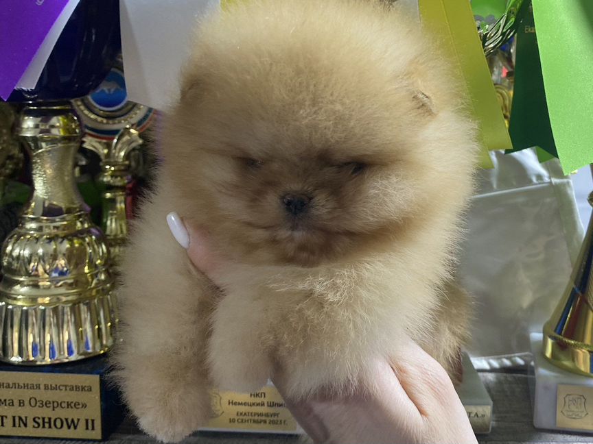 Померанский шпиц мини