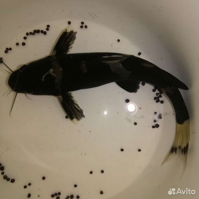 Сом, сиамская касатка