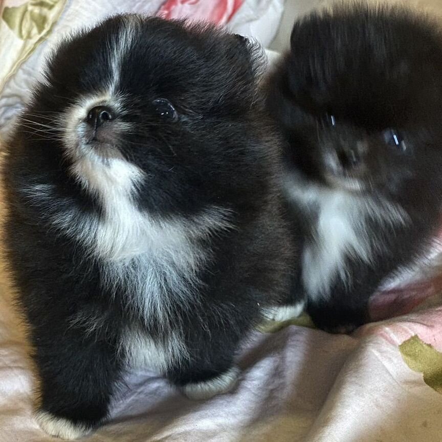 Померанский шпиц, щенок