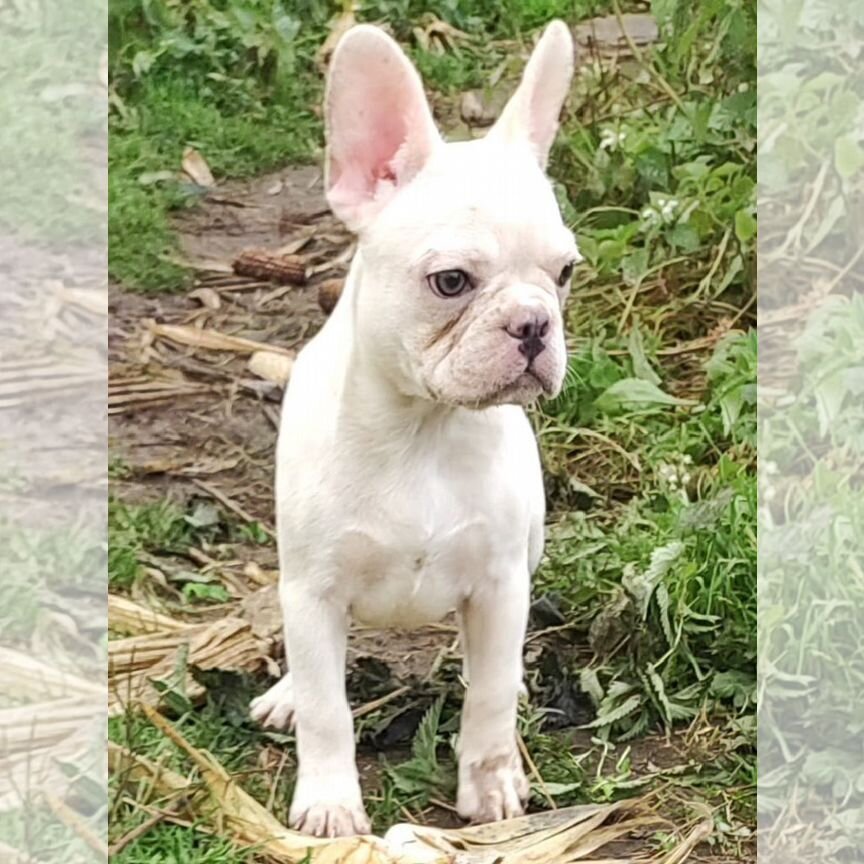 Французский бульдог, щенок