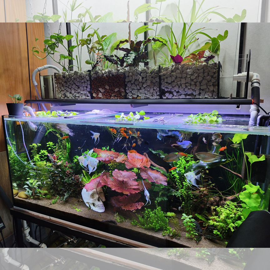 Аквариумные растения