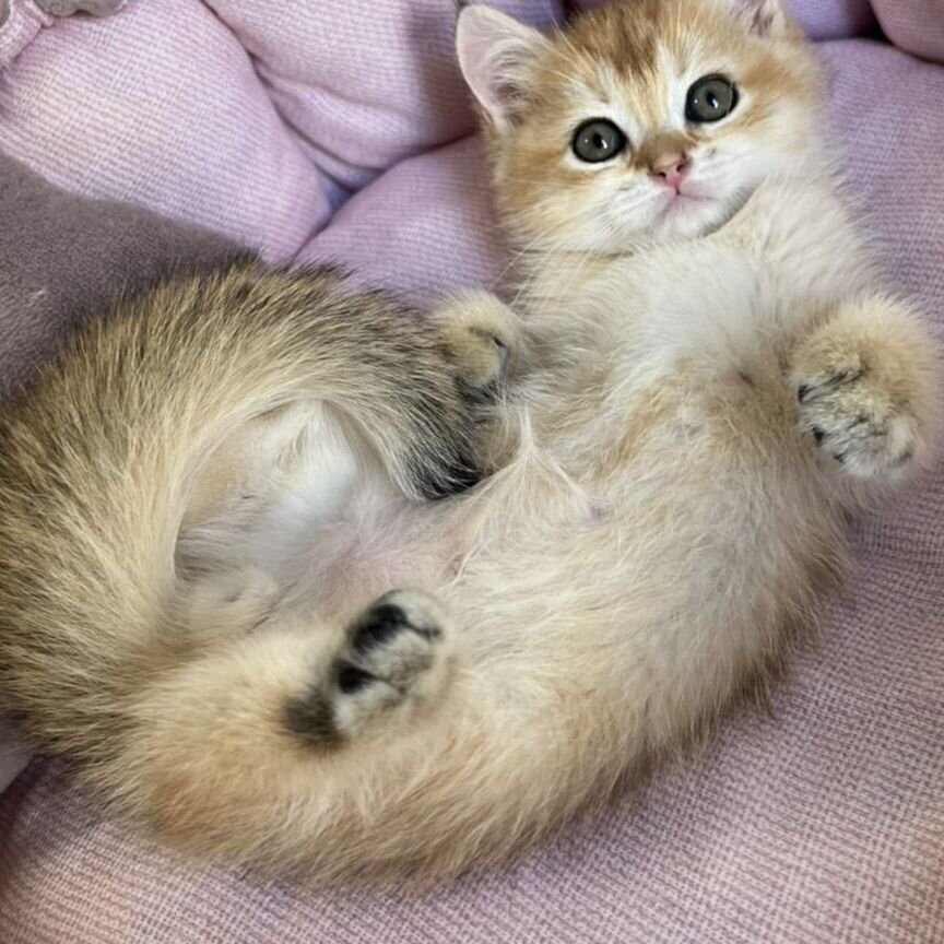 Шотландские котята золотая шиншилла