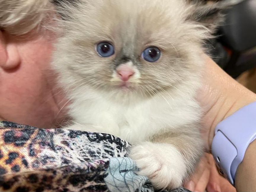 Котята антистресс