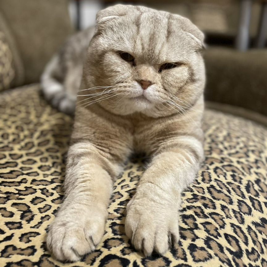 Шотландский вислоухий кот