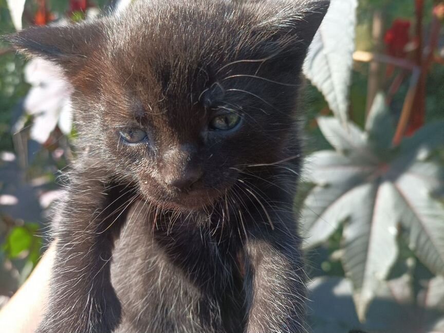 Котёнок черненький