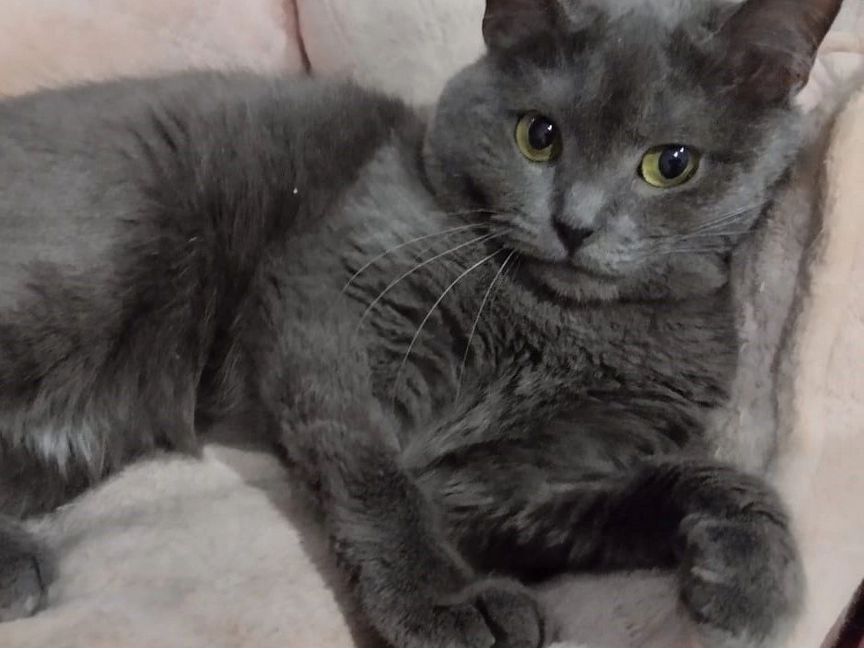 Дымка ищет дом