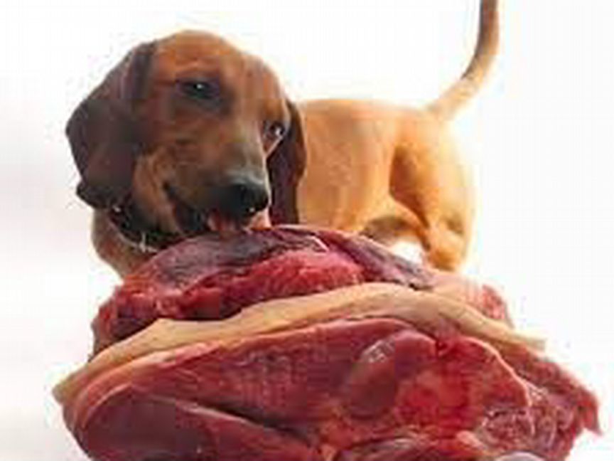 Продаю мясо(говядина) для собак