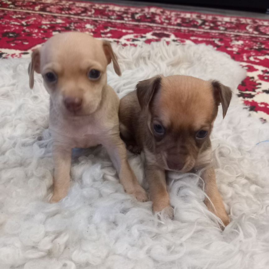 Щенки русский той-терьер