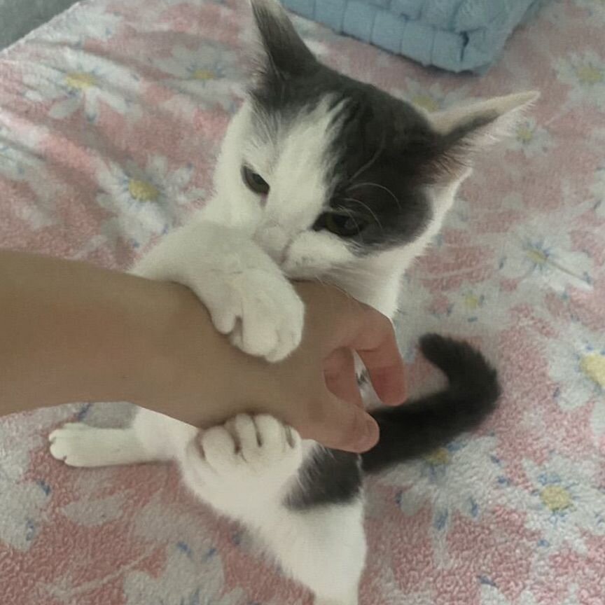 Котёнок в добрые руки