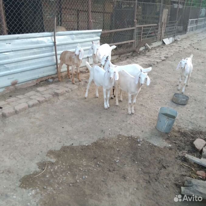 Нубийские козлята