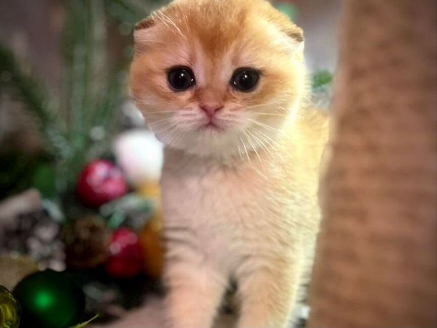 Шотландская золотая шиншилла