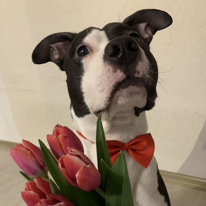 Ищу суку (вязка) стаффордширский терьер