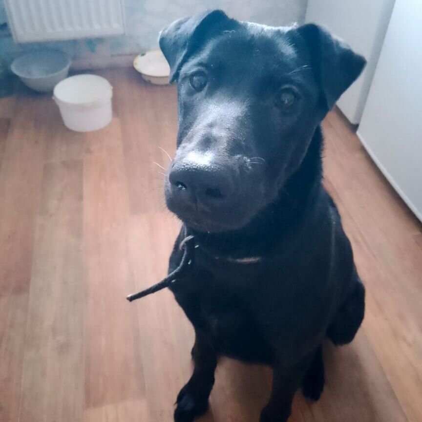 Взрослый пёс в добрые руки