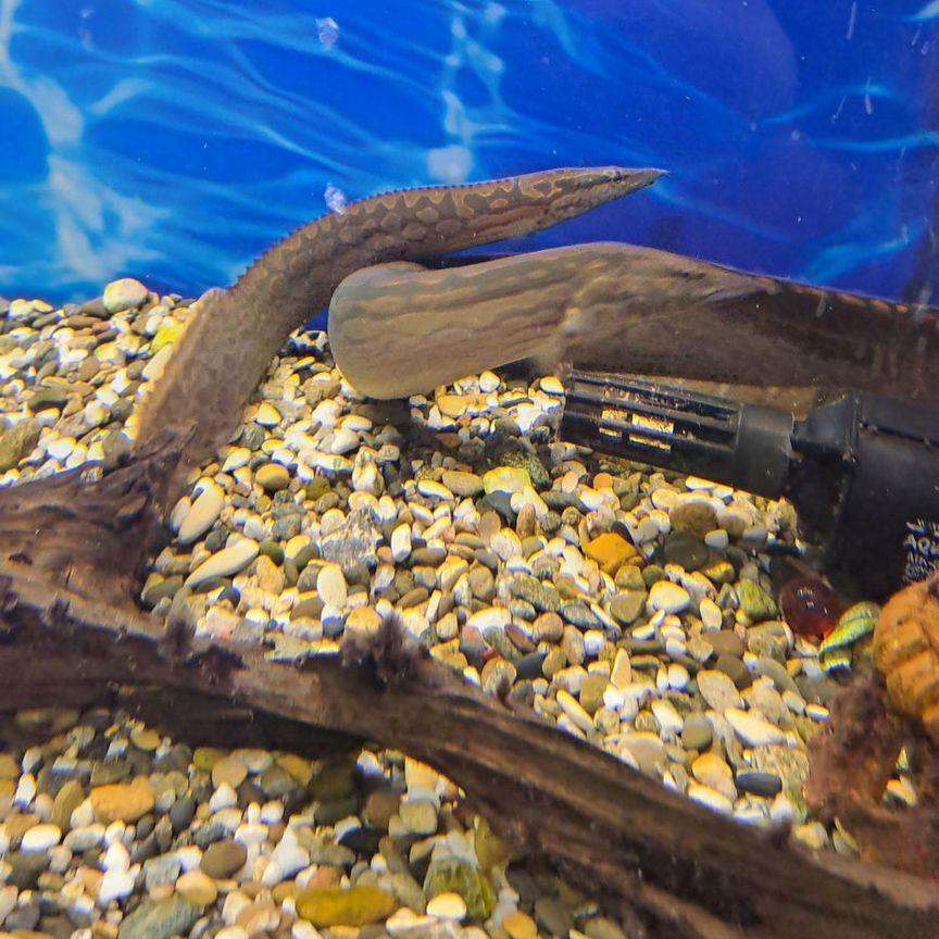 Аквариумные рыбки