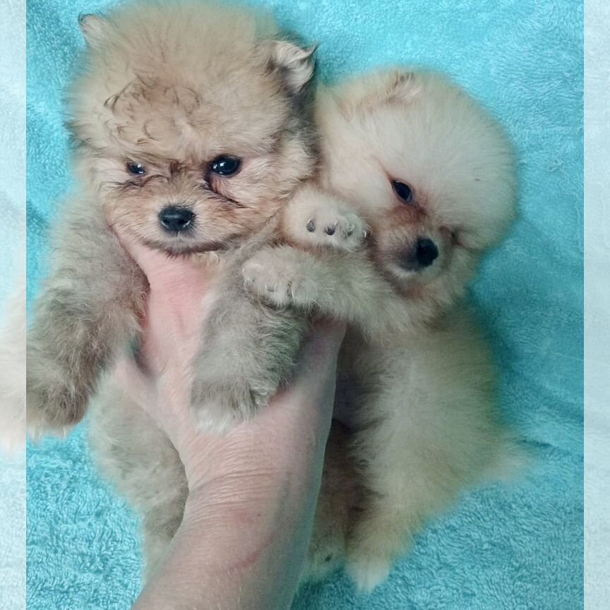 Крошки на лодошке