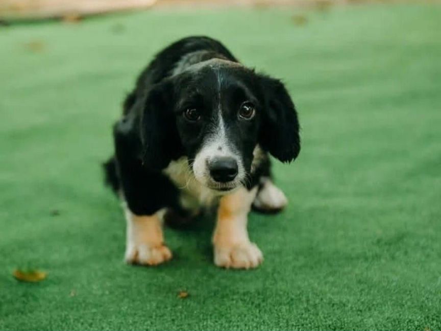 Собака в добрые руки