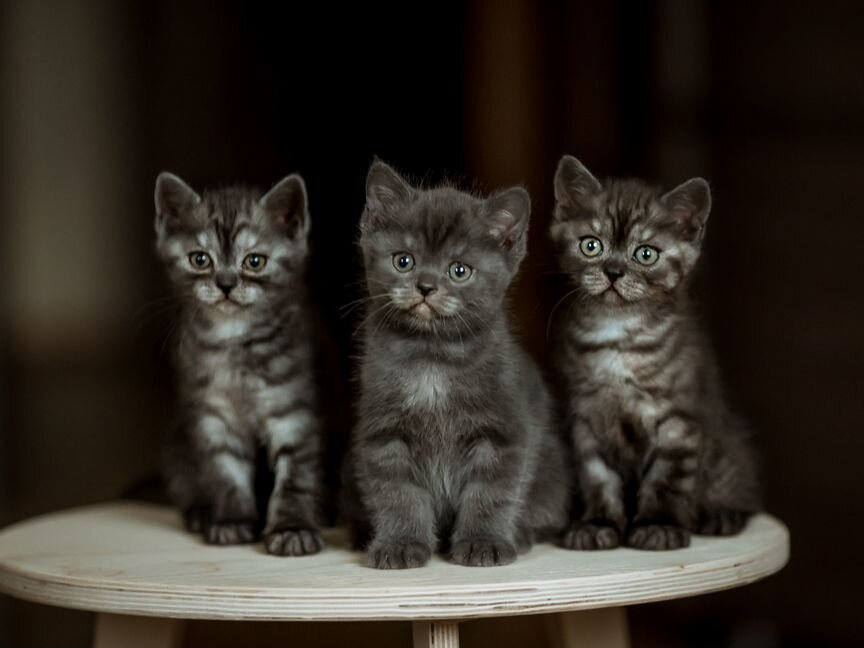 Шотландские прямоухие котята