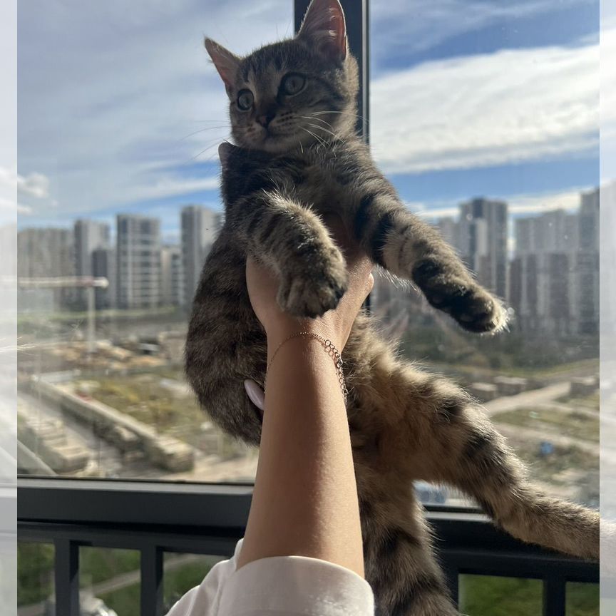 Очаровательный котенок девочка