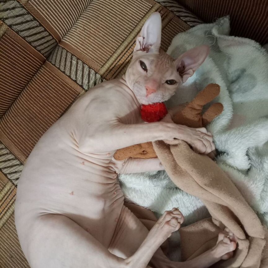 Донской сфинкс кот