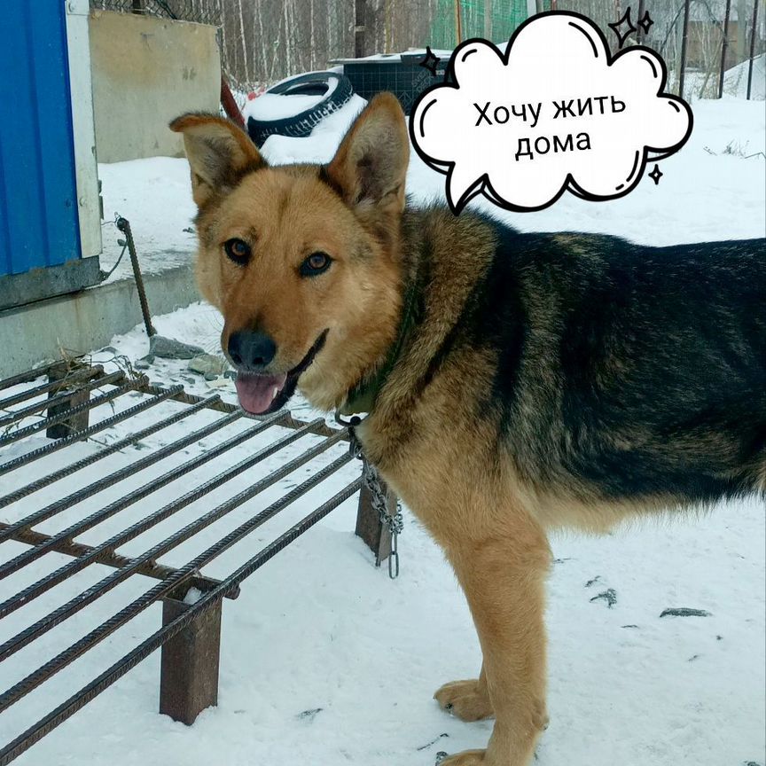 Юная собака в беде (в добрые руки)