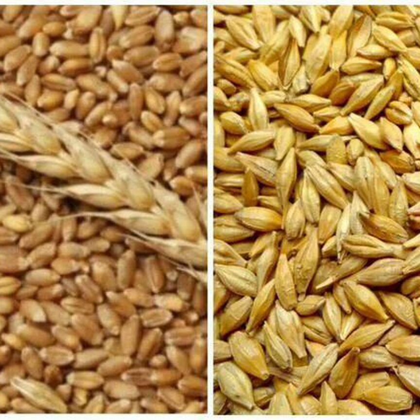 Пшеница ячмень