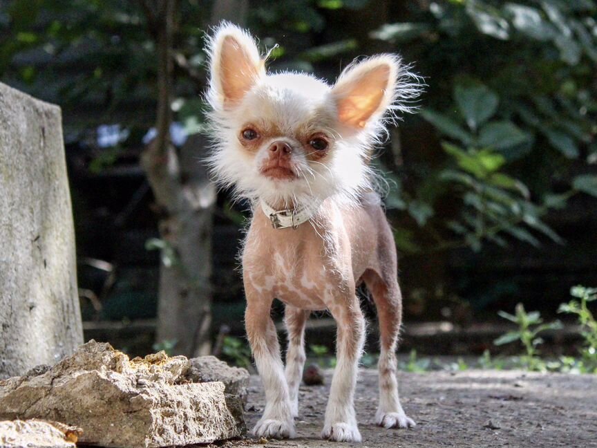 Голый чихуахуа