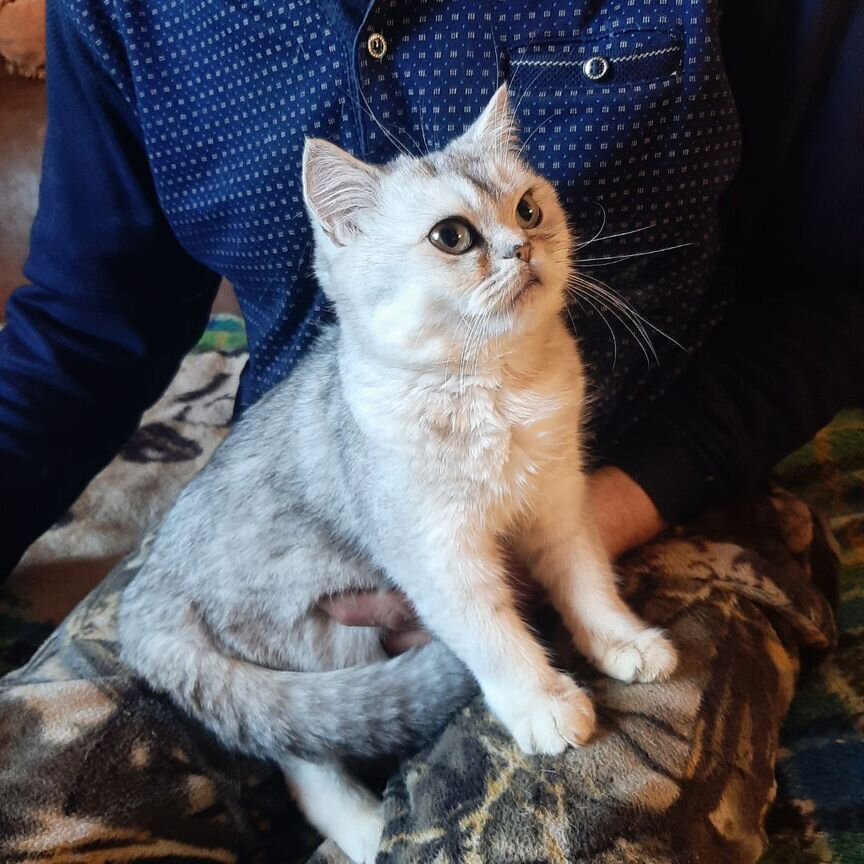 Ласковая кошечка