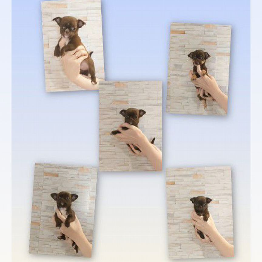 Щенок от частного владельца