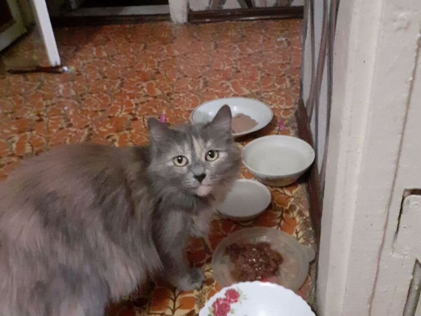 Кошка
