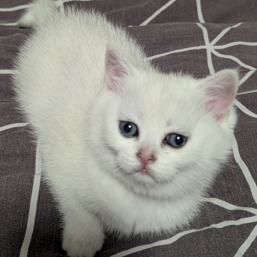 Шотландский прямоухий короткошёрстный котёнок