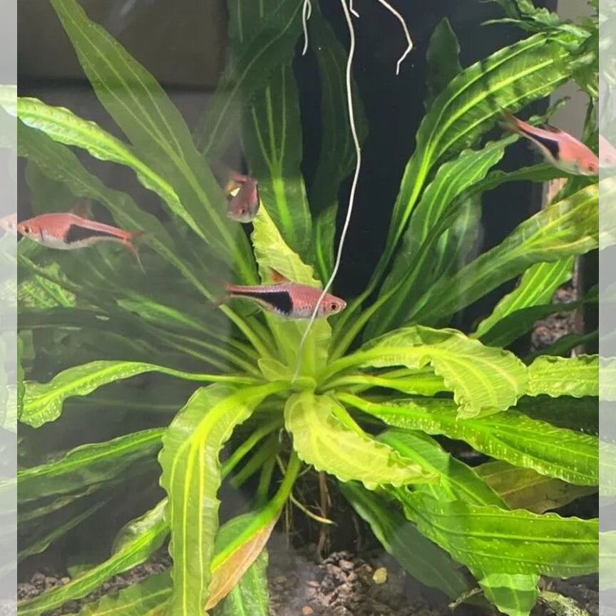 Эхинодорус горемана зеленый